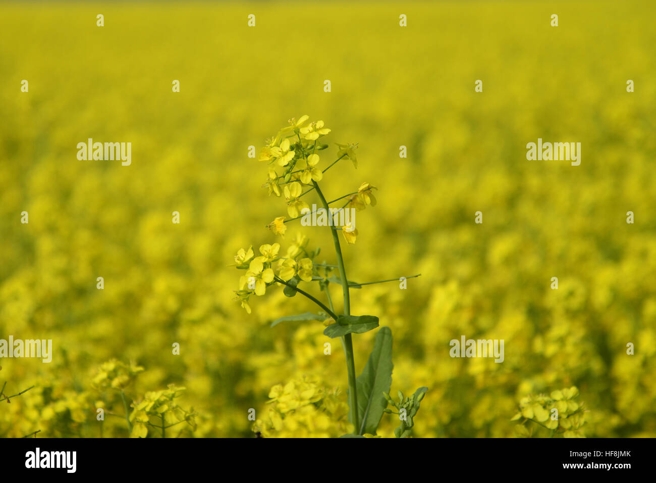 Dhaka, Bangladesh. 28th Dec, 2016. View of a mustard crop flower field ...