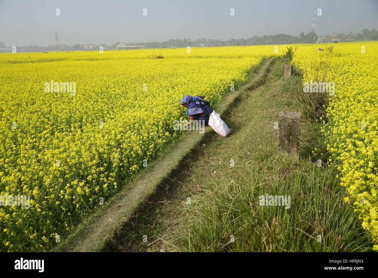 Dhaka, Bangladesh. 28th Dec, 2016. A Bangladeshi woman works in the ...