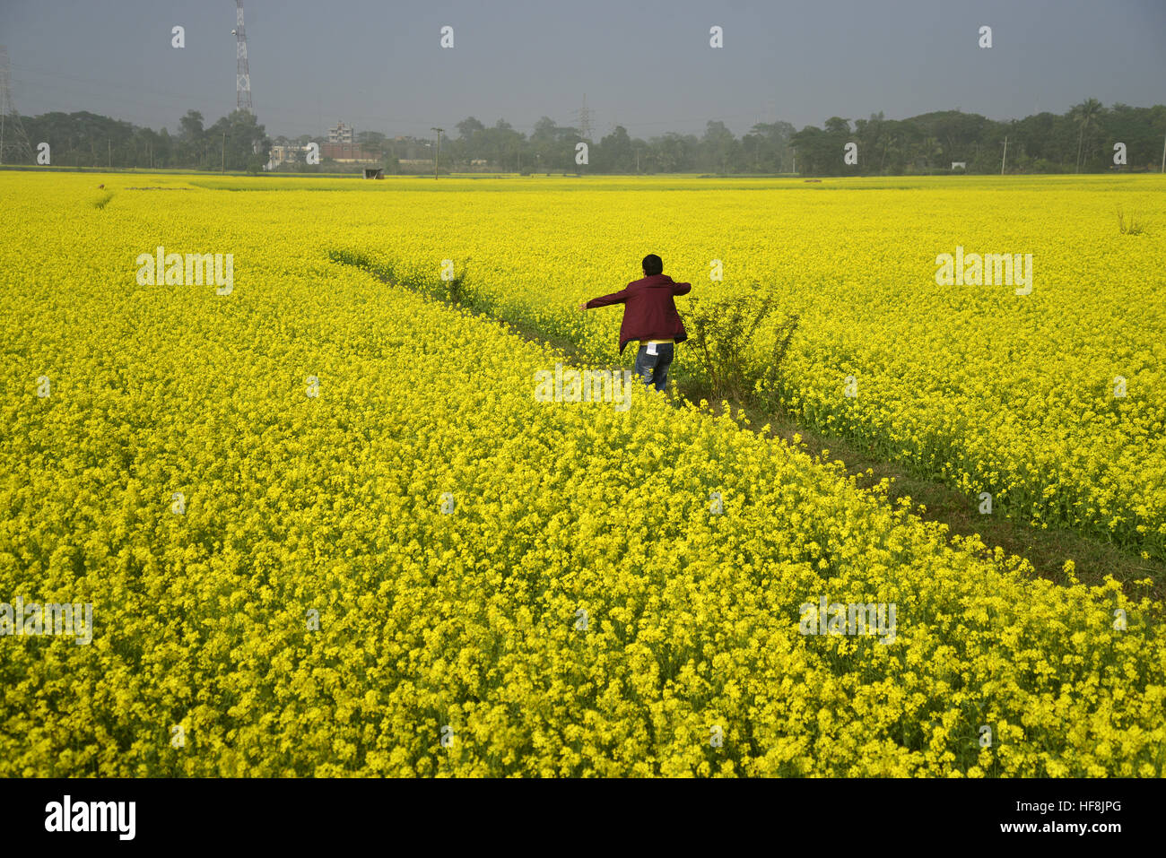 Dhaka, Bangladesh. 28th Dec, 2016. A Bangladeshi man walks in the ...