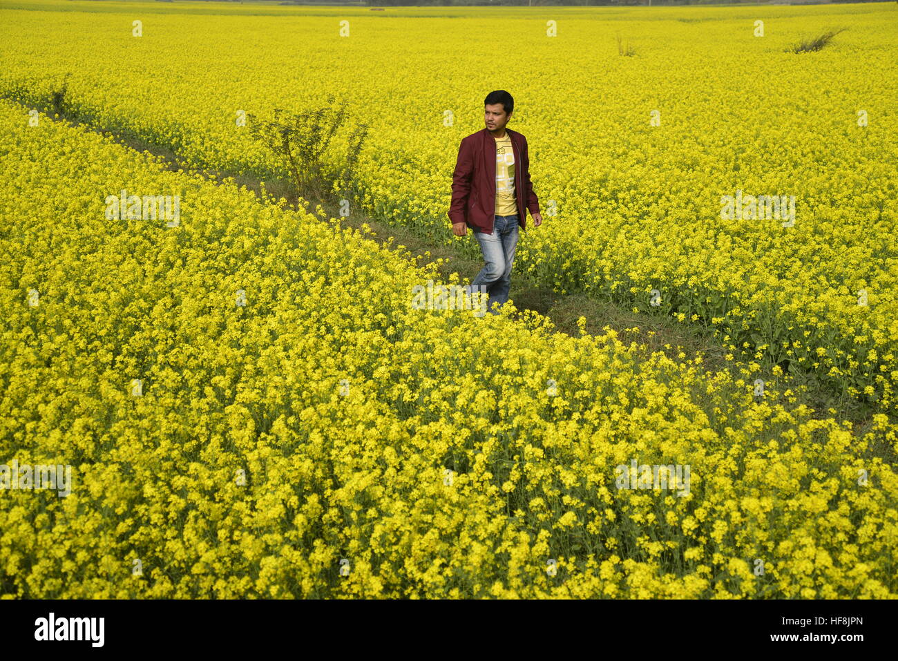 Dhaka, Bangladesh. 28th Dec, 2016. A Bangladeshi man walks in the ...
