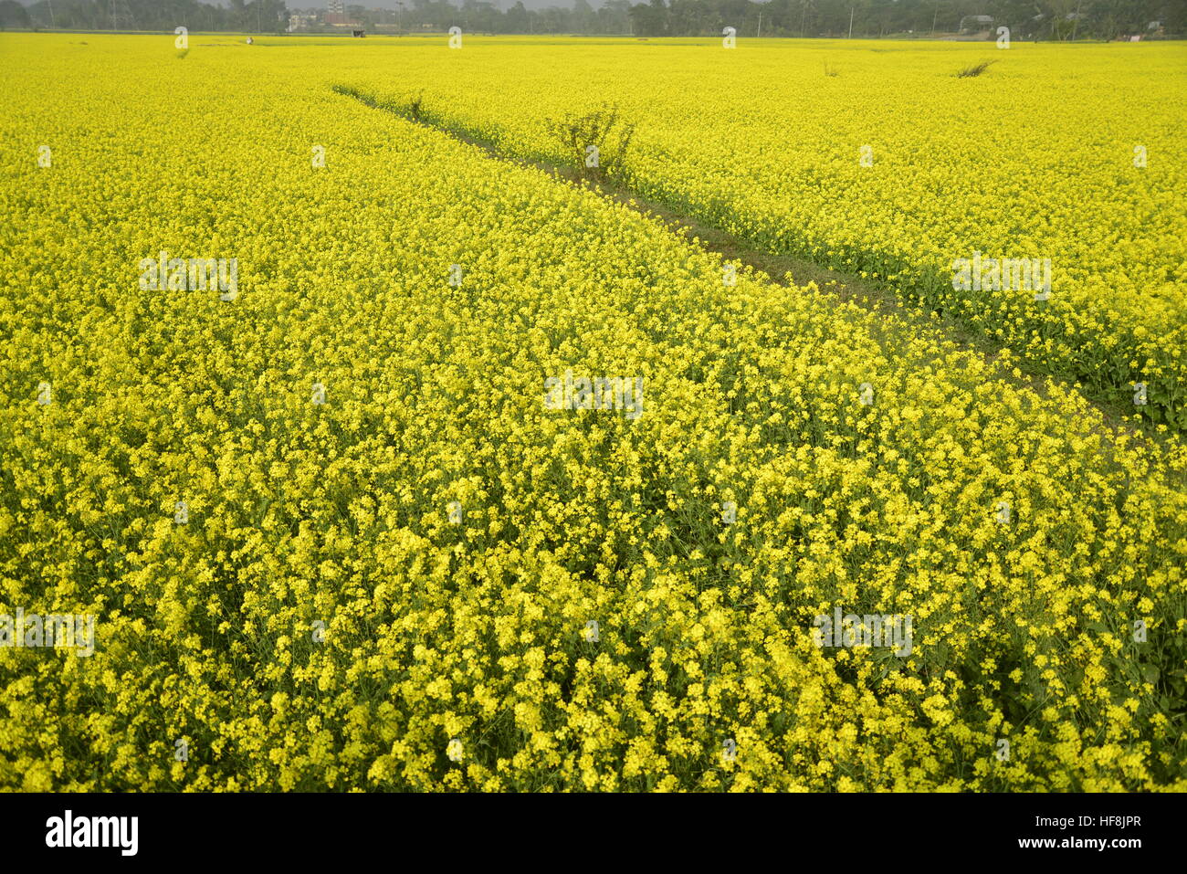 Dhaka, Bangladesh. 28th Dec, 2016. View of a mustard crop flower field ...