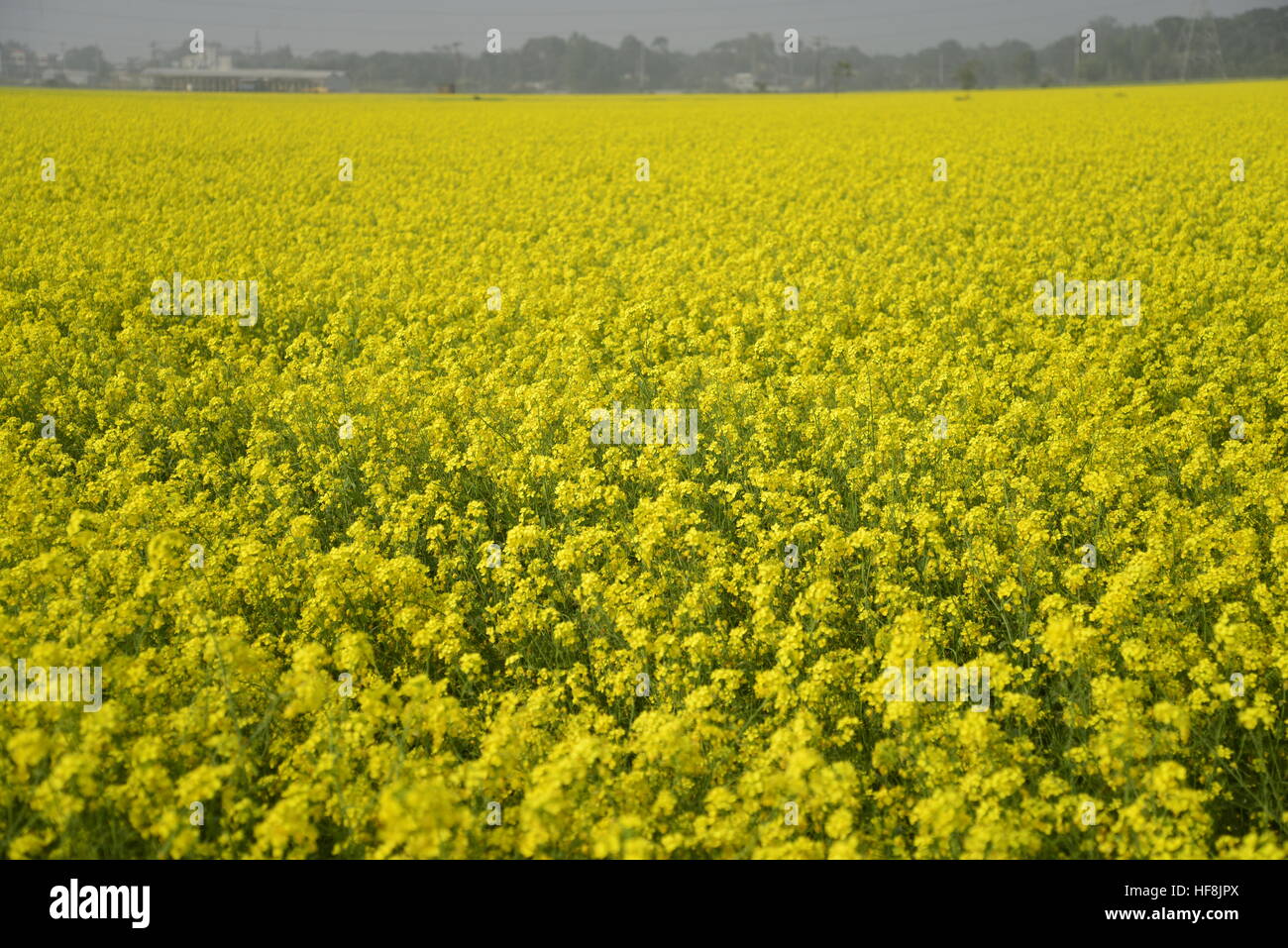 Dhaka, Bangladesh. 28th Dec, 2016. View of a mustard crop flower field ...