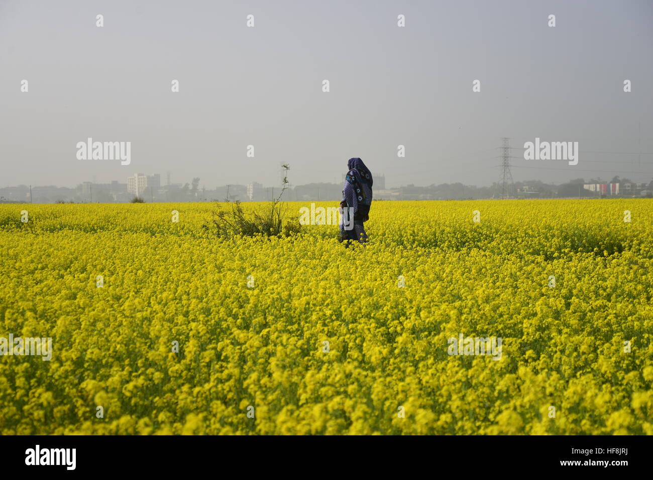 Dhaka, Bangladesh. 28th Dec, 2016. A Bangladeshi woman walks in the ...