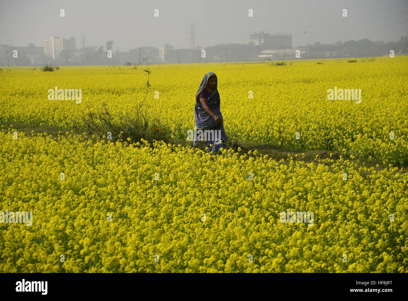 Dhaka, Bangladesh. 28th Dec, 2016. A Bangladeshi woman walks in the ...