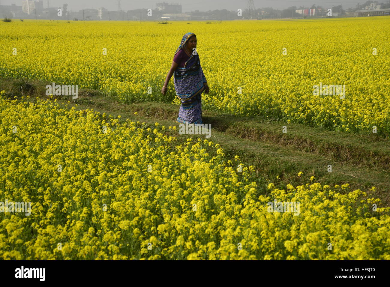 Dhaka, Bangladesh. 28th Dec, 2016. A Bangladeshi woman walks in the ...