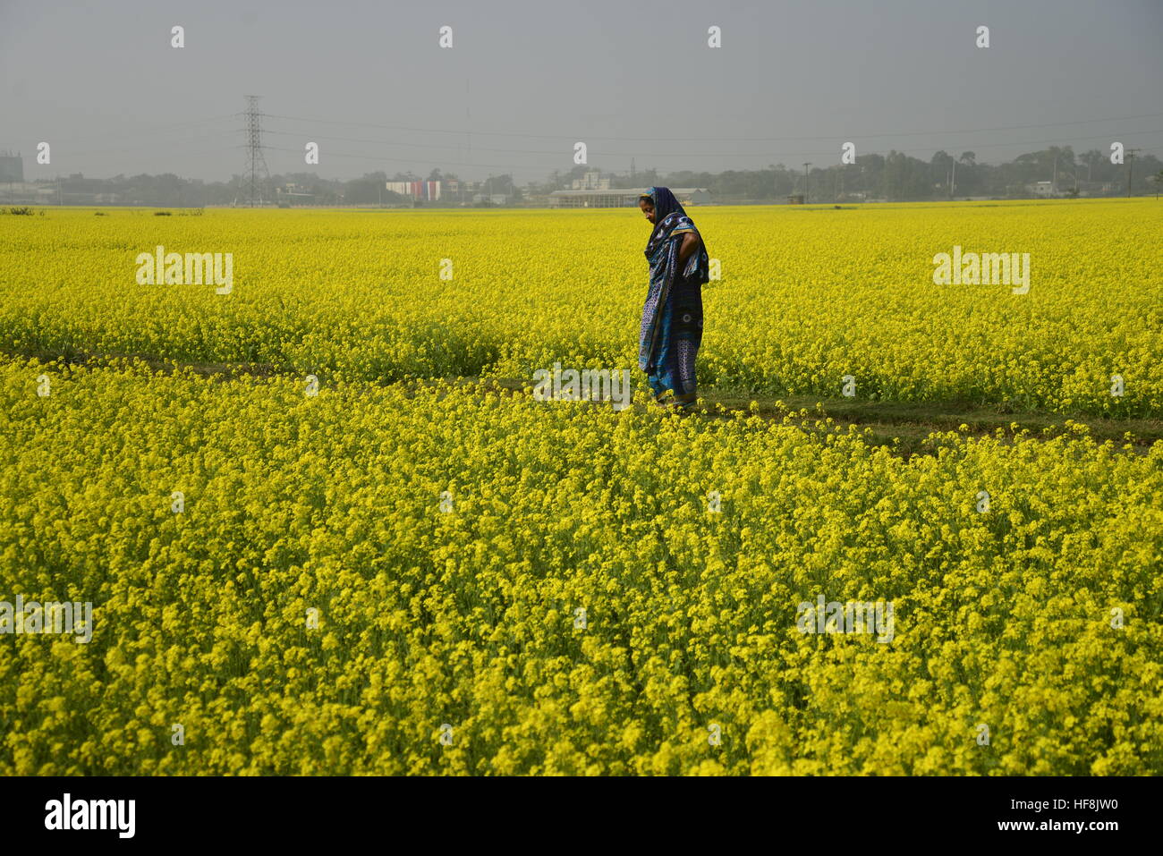 Dhaka, Bangladesh. 28th Dec, 2016. A Bangladeshi woman walks in the ...