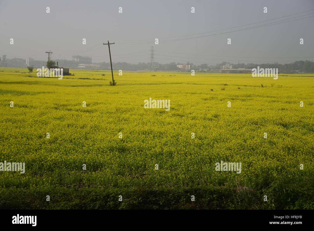 Dhaka, Bangladesh. 28th Dec, 2016. View of a mustard crop flower field ...