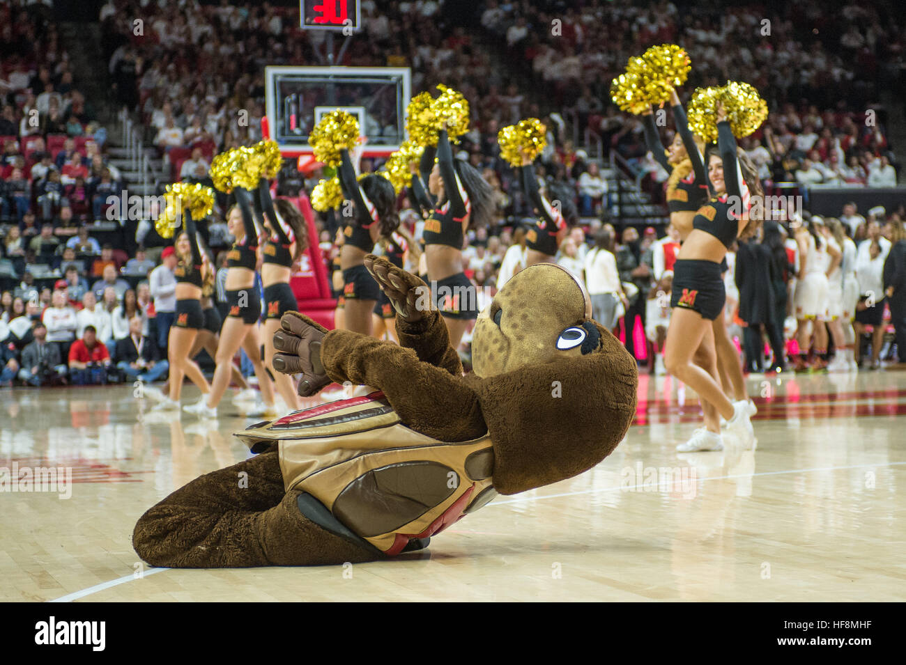 University of maryland mascot hi-res stock photography and images - Alamy