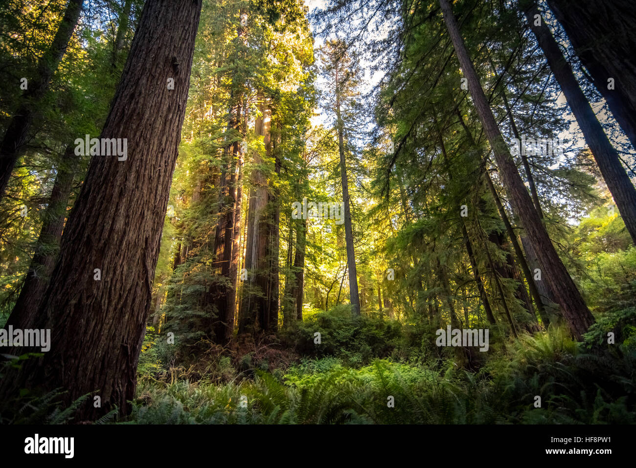 Giant redwood trees growing hi-res stock photography and images - Alamy