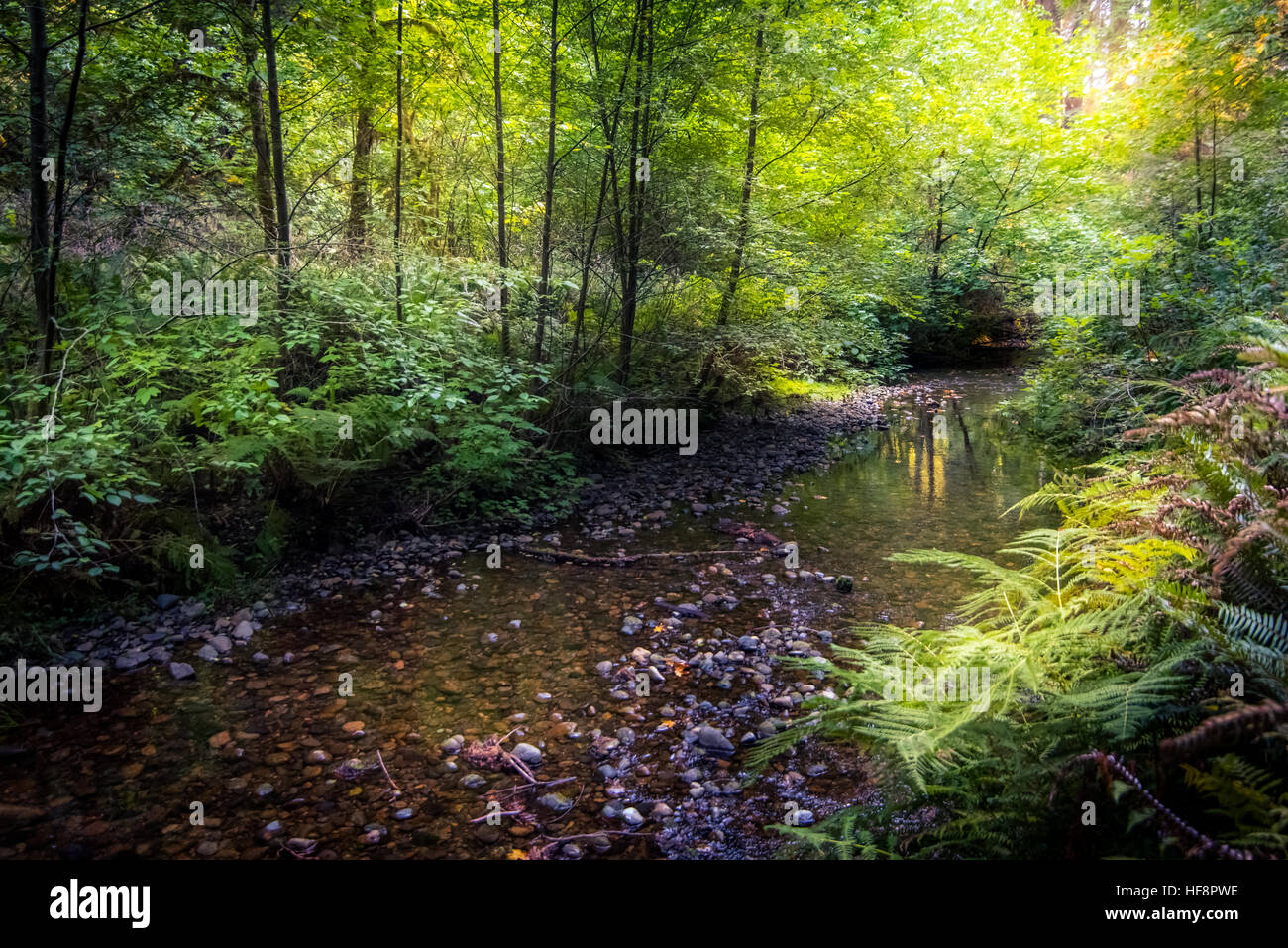 Redwood forest scene hi-res stock photography and images - Alamy