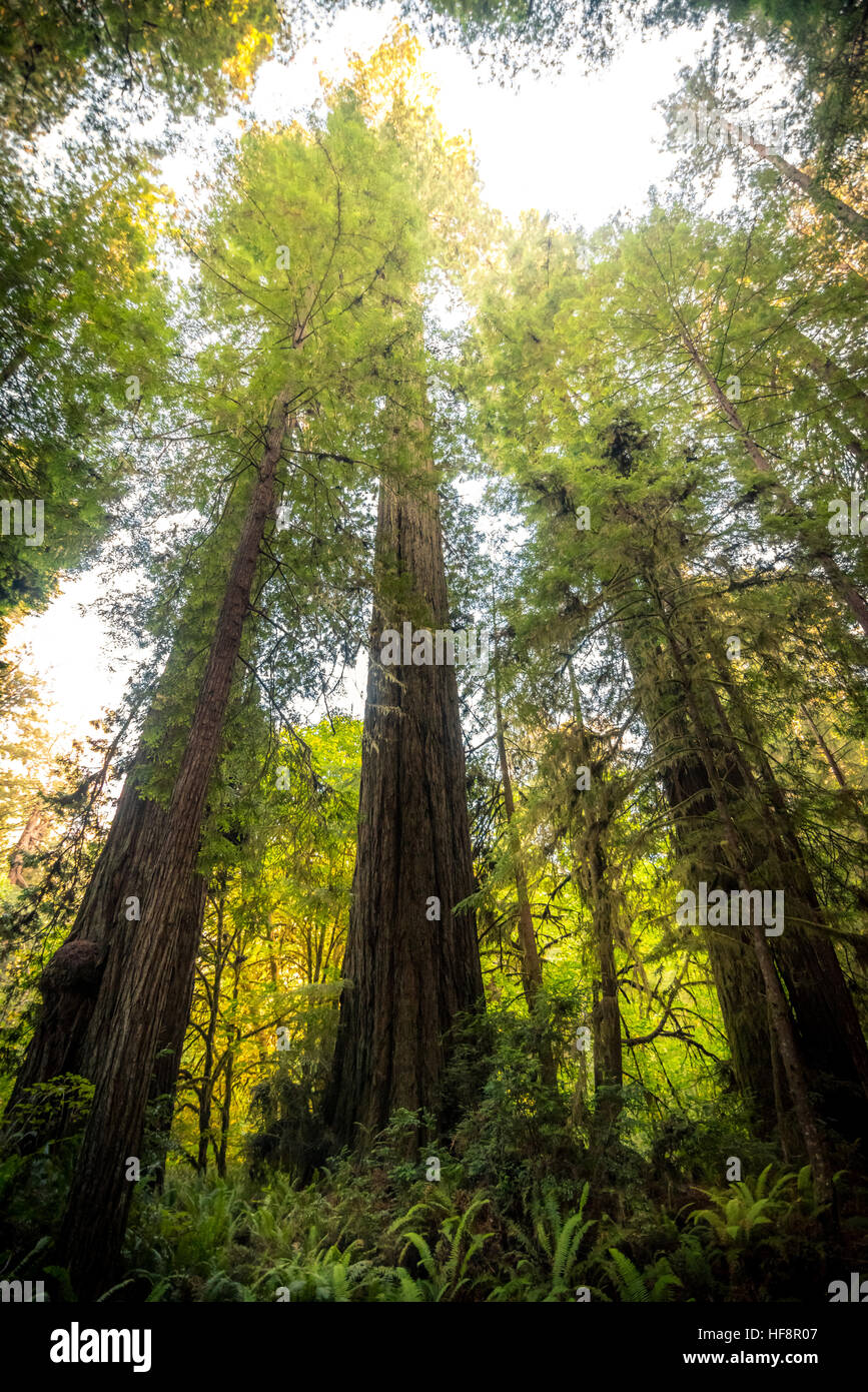 Large redwood trees Stock Photo - Alamy