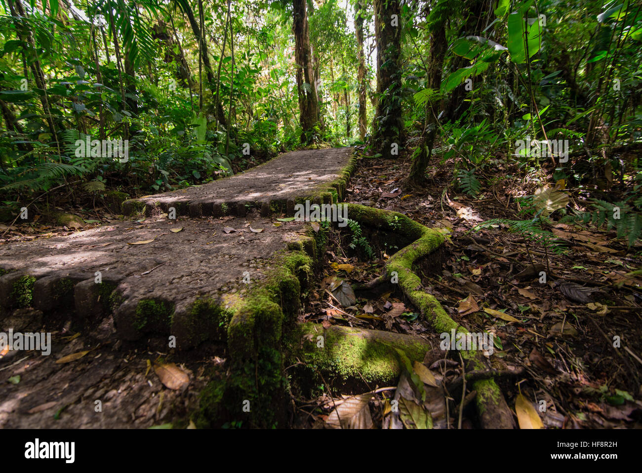 Peaceful jungle scene hi-res stock photography and images - Alamy