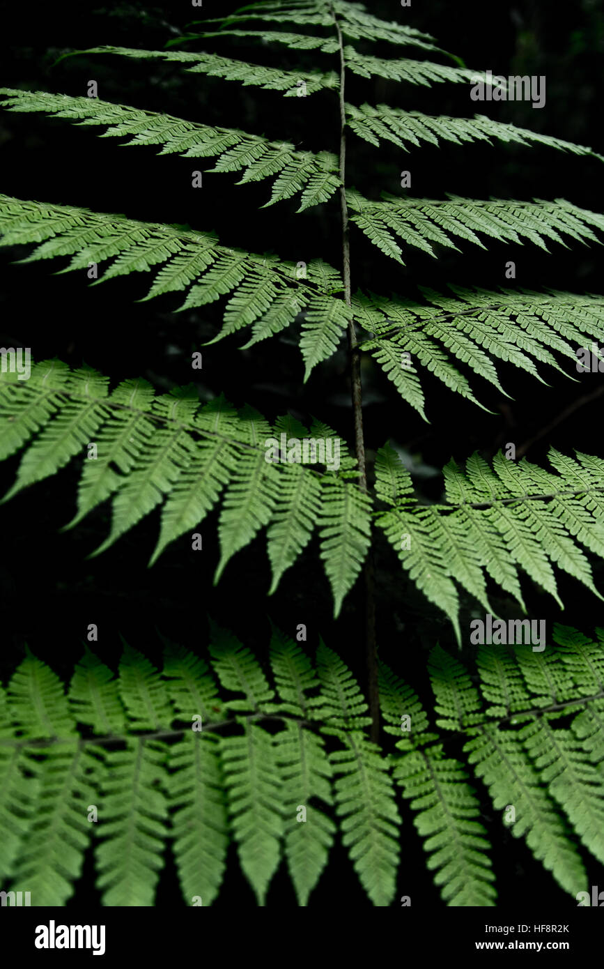 Layered growth pattern hi-res stock photography and images - Alamy