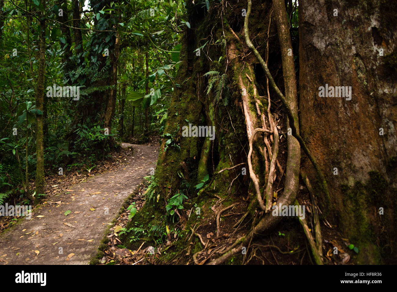 Jungle path hi-res stock photography and images - Alamy