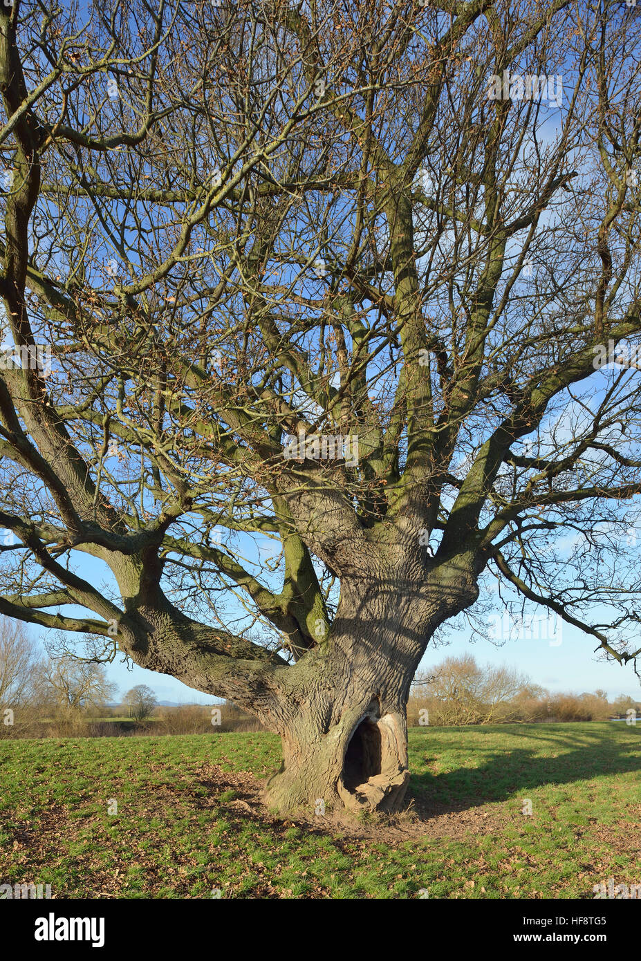 Pedunculate (English) Oak Tree - Quercus robur on banks of the River ...