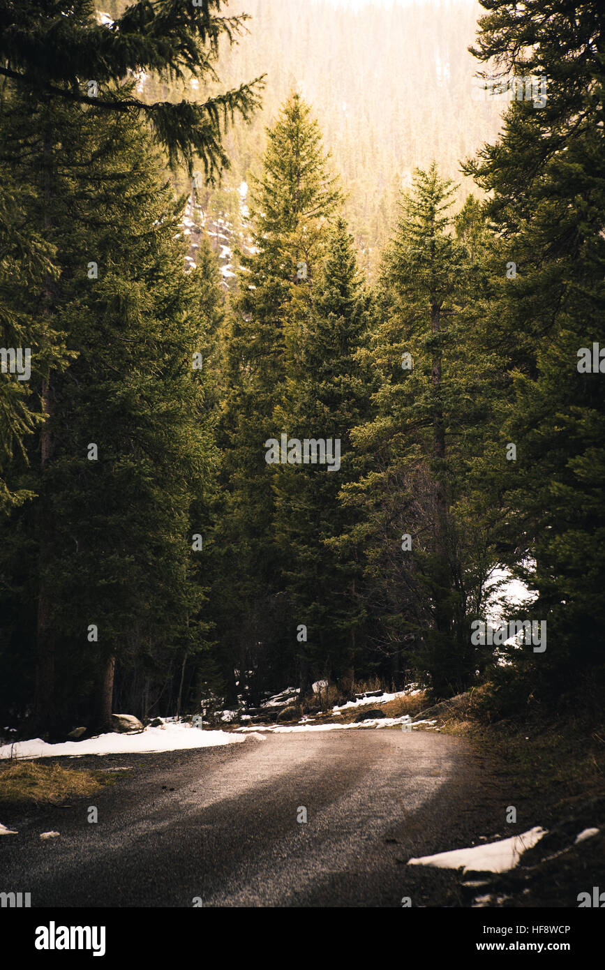 Forest trail during sunset Stock Photo - Alamy