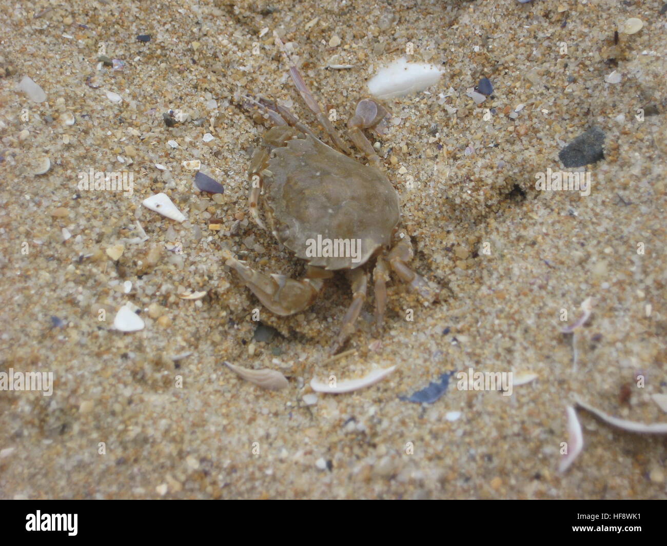 Cancer fish hi-res stock photography and images - Alamy