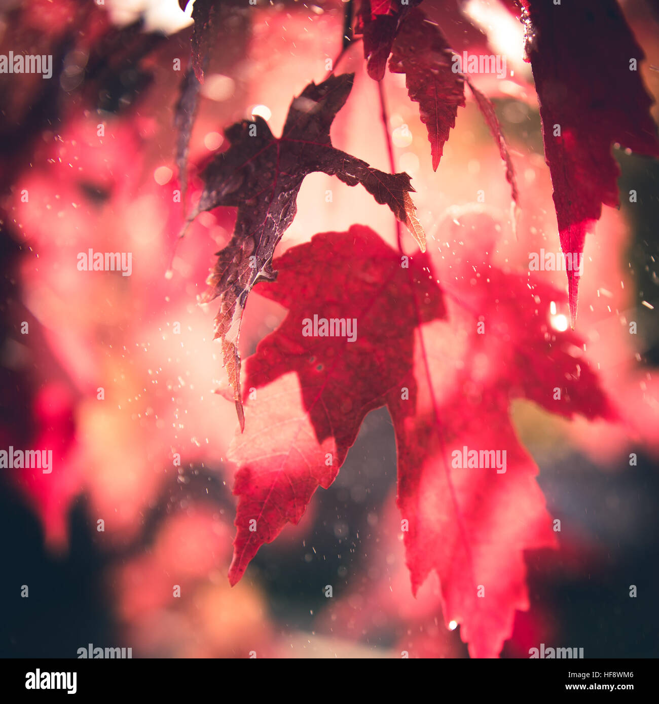 Maple leaves in the rain hi-res stock photography and images - Alamy