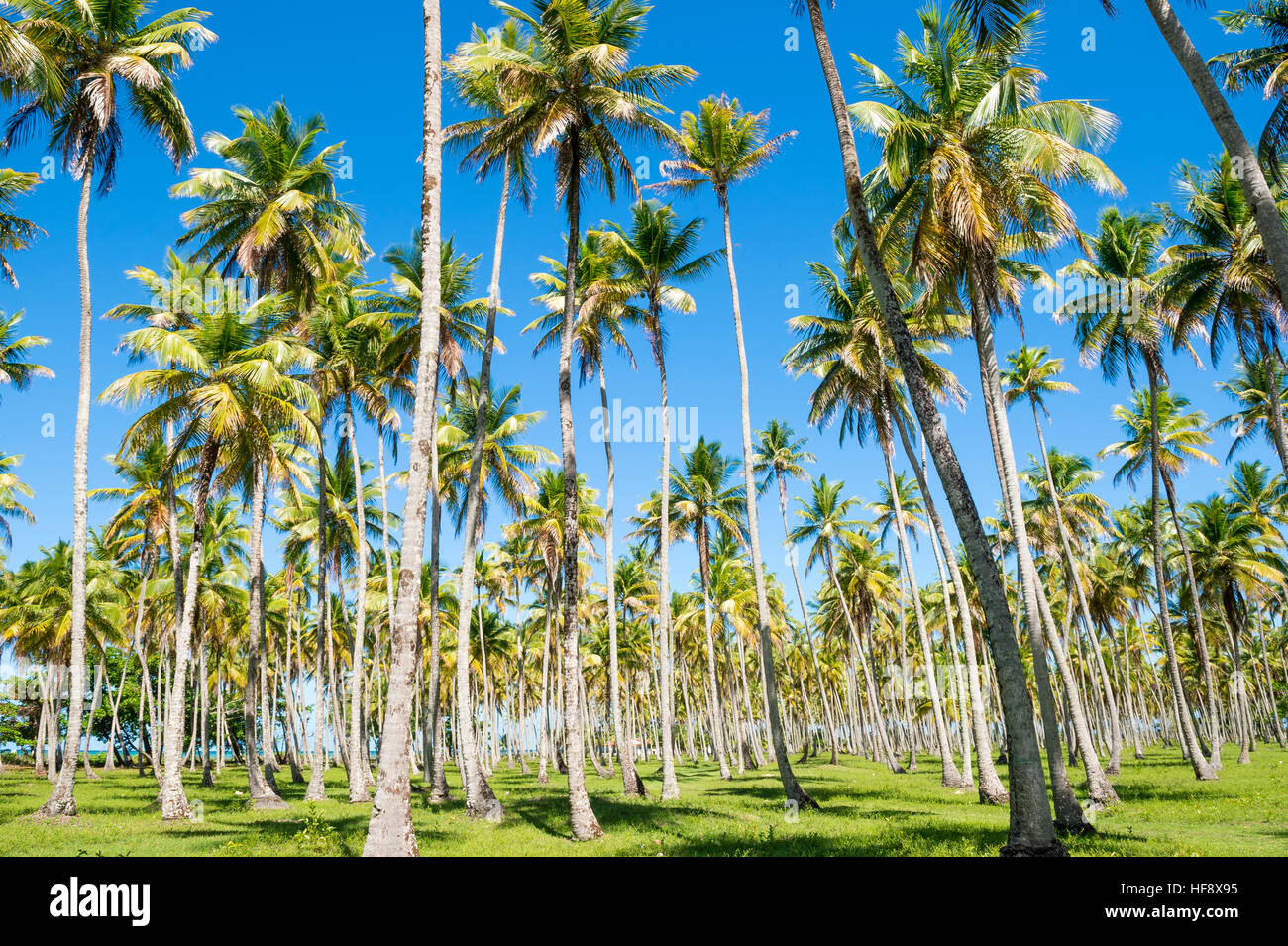 Palm trees line the shore of a remote Brazilian beach on the Coconut ...