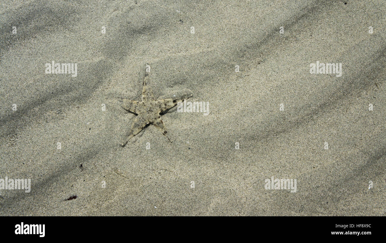 Starfish wildlife hi-res stock photography and images - Alamy