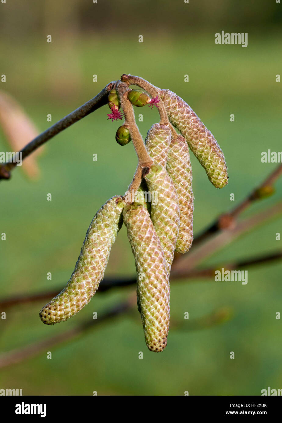 Male and female catkins hi-res stock photography and images - Alamy