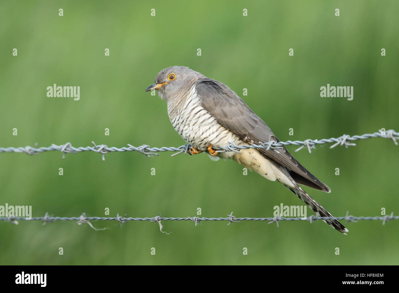 Common cuckoo female hi-res stock photography and images - Alamy