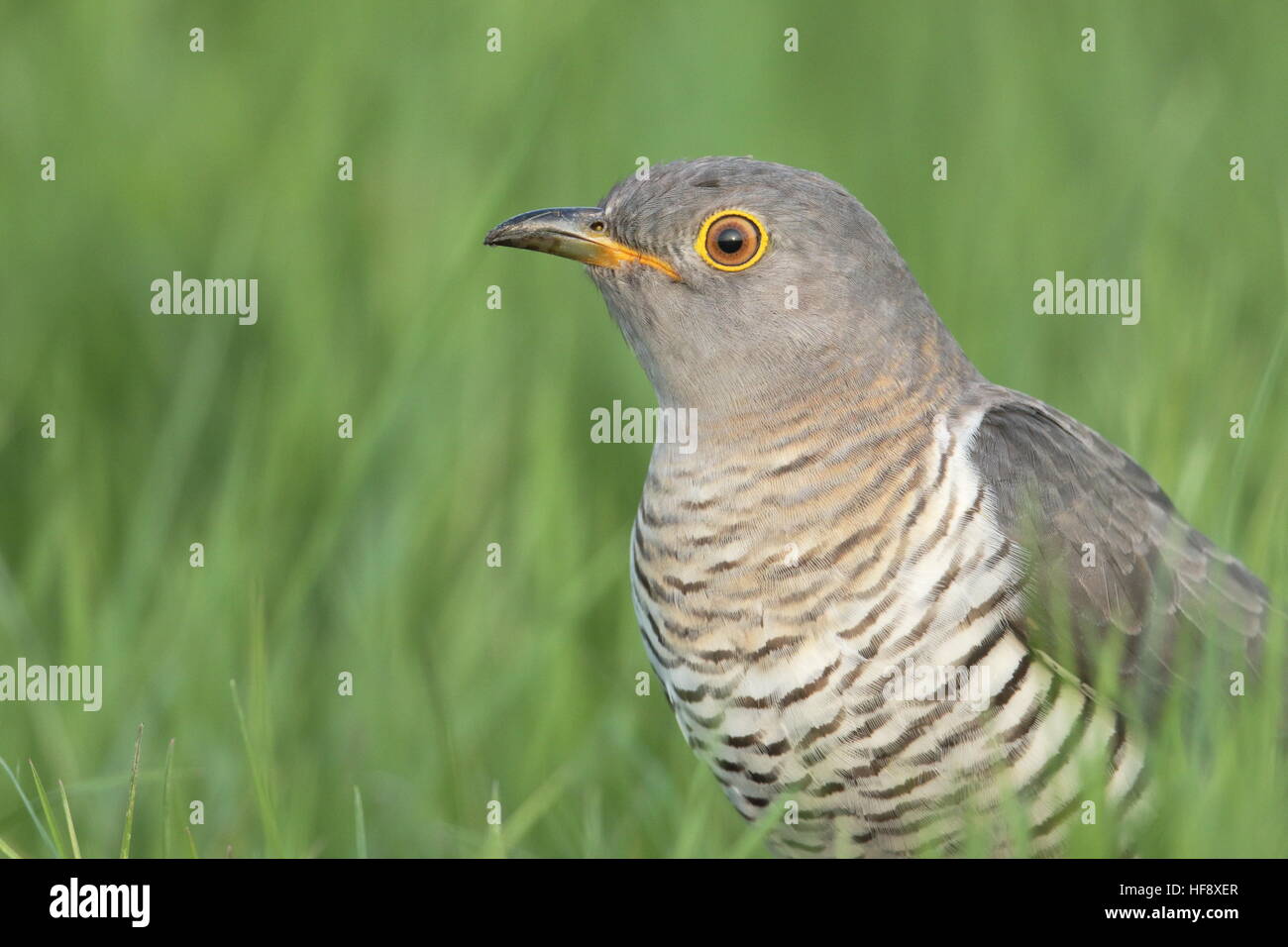 Common Cuckoo UK Stock Photo - Alamy