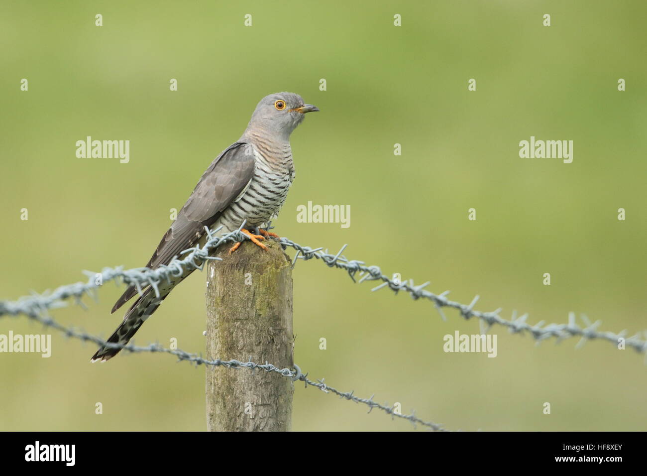 Common Cuckoo UK Stock Photo - Alamy