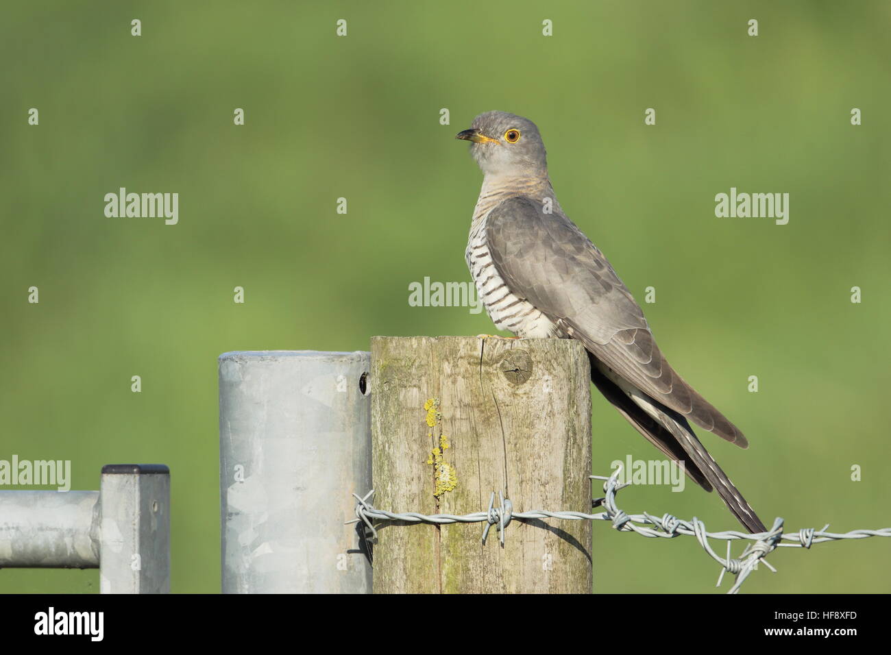 Common Cuckoo UK Stock Photo - Alamy