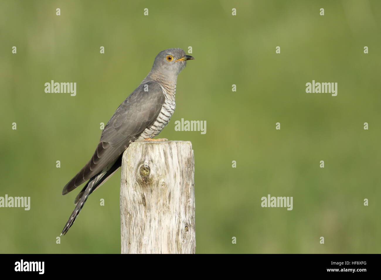 Common Cuckoo UK Stock Photo - Alamy