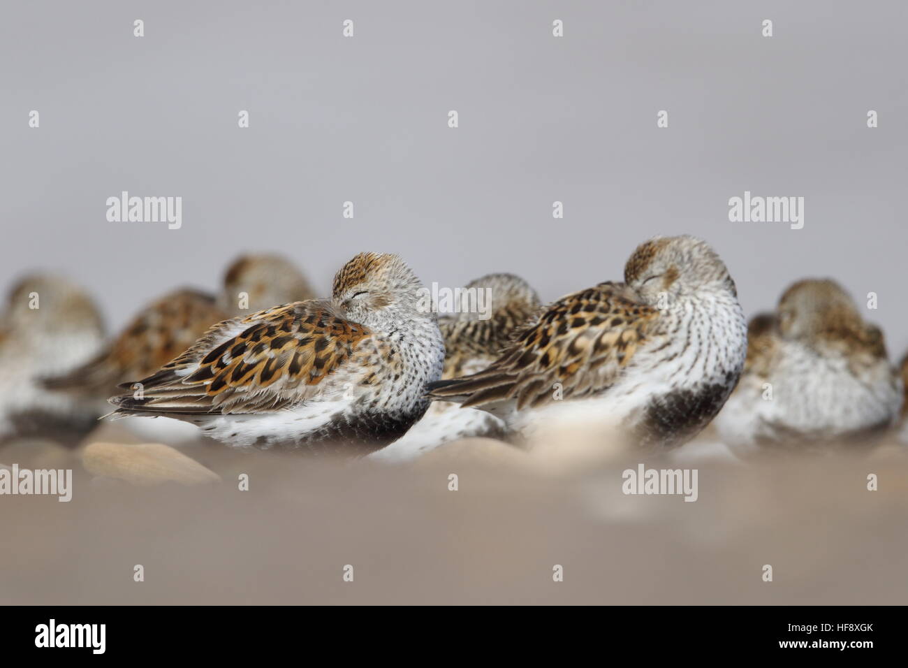 Dunlin UK roosting Stock Photo - Alamy