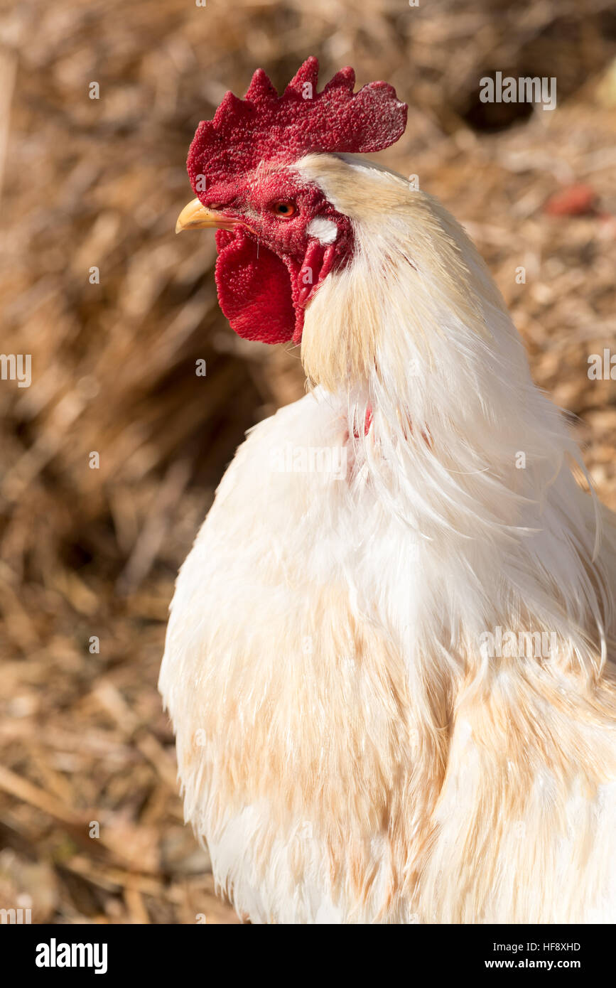 Poultry farm united states hi-res stock photography and images - Alamy