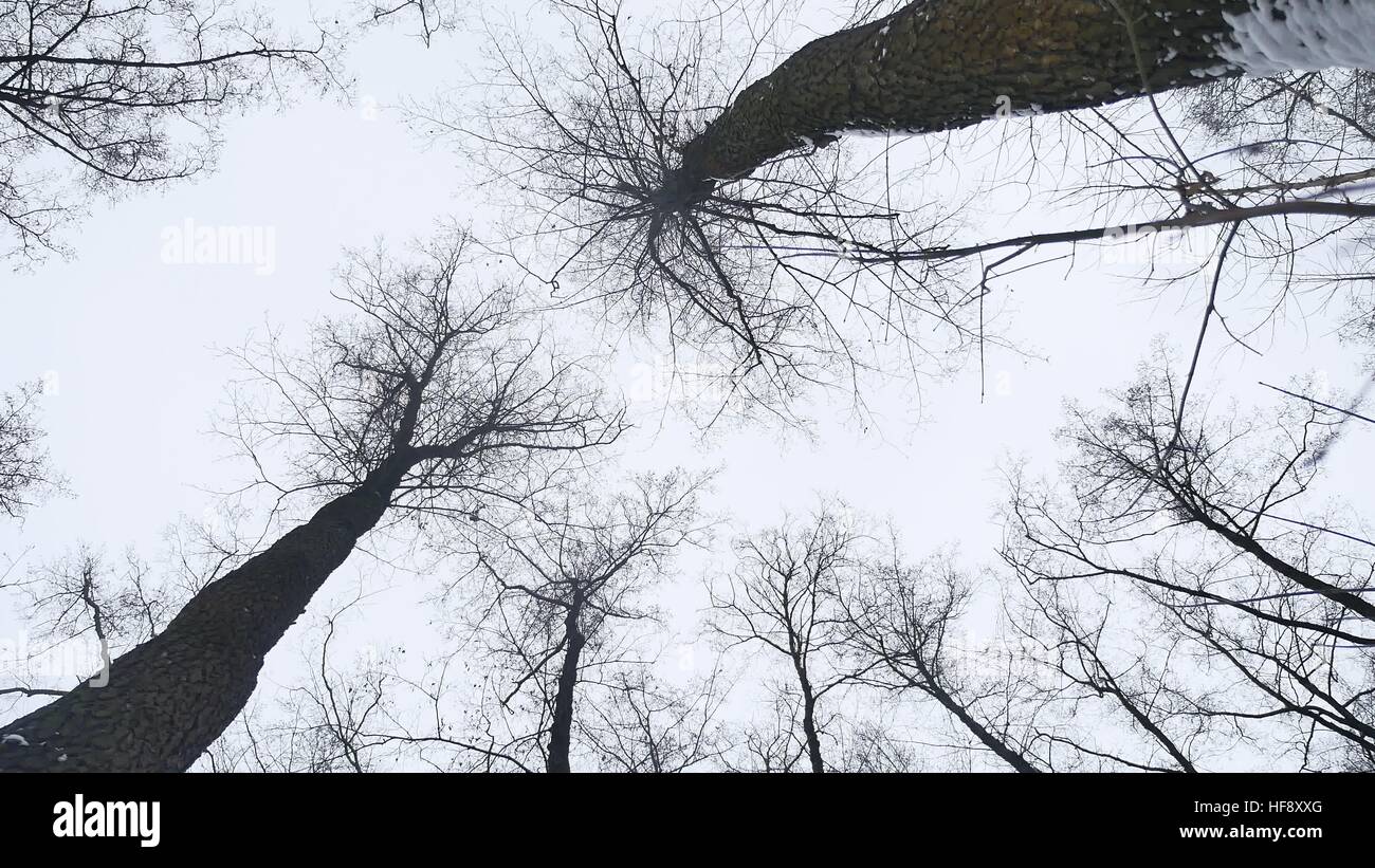 dry tops of trees in the winter forest, landscape on nature the ...