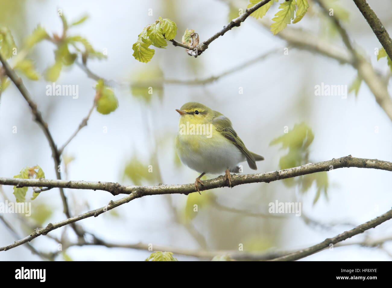 Wood warbler nest uk hi-res stock photography and images - Alamy