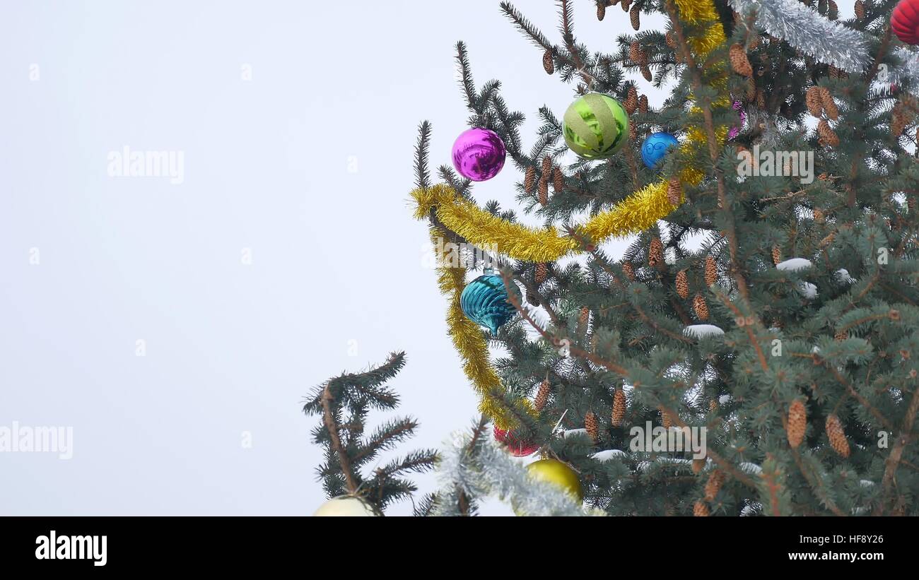toy ball spruce hanging on the Christmas tree nature christmas new year ...