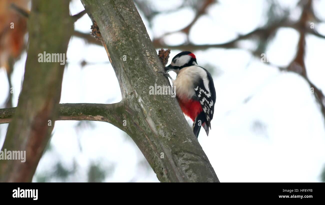 bird woodpecker red feathers wildlife knocking on wood Stock Photo - Alamy