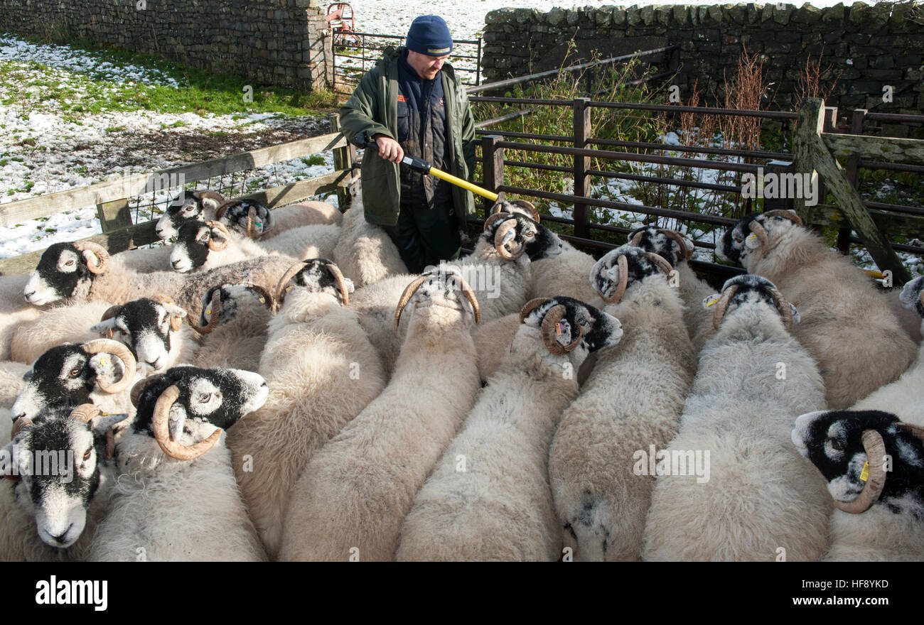 Farmer reading electronic identification tags from a sheep using a ...