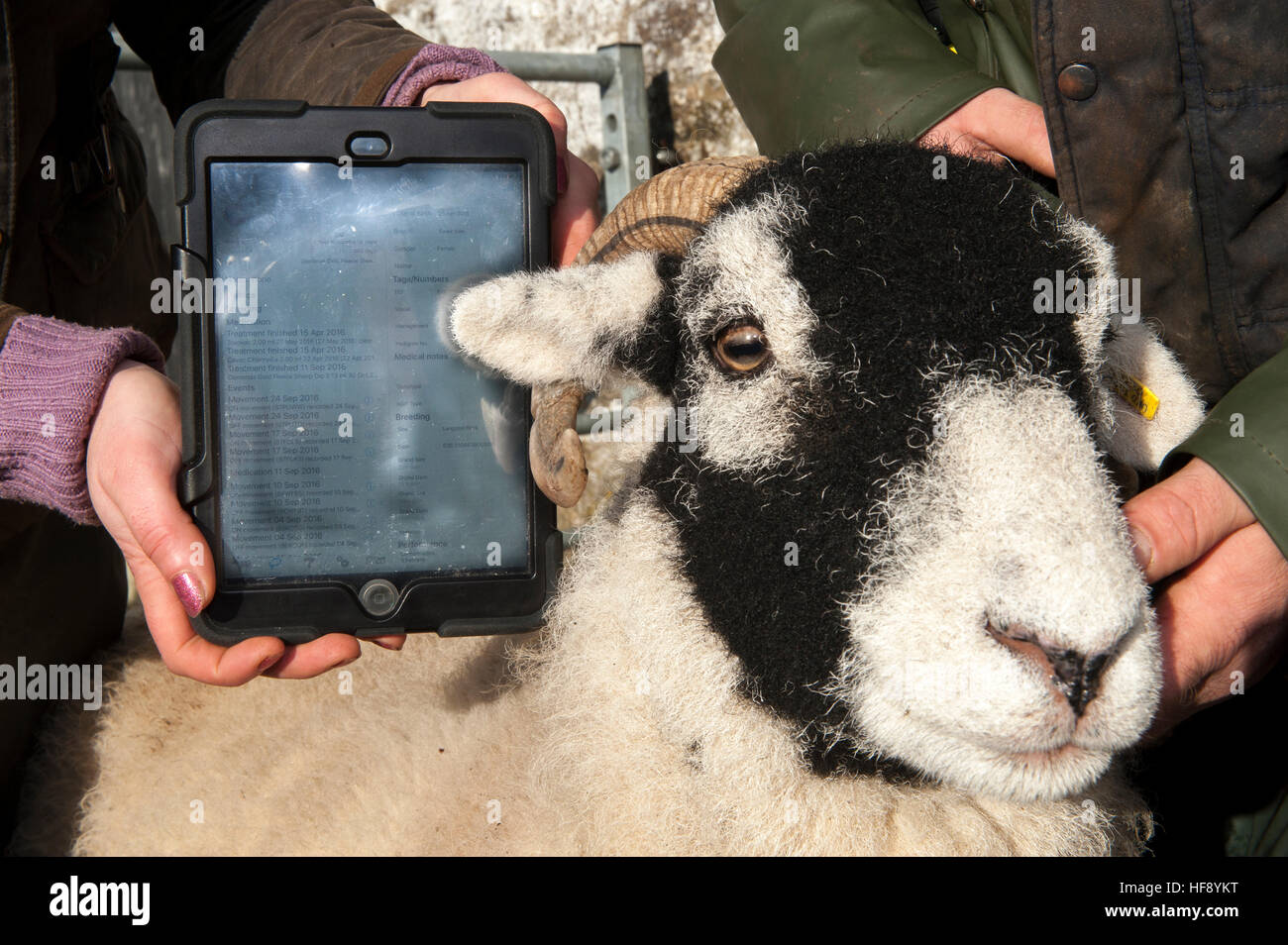 Sheep identity hi-res stock photography and images - Alamy