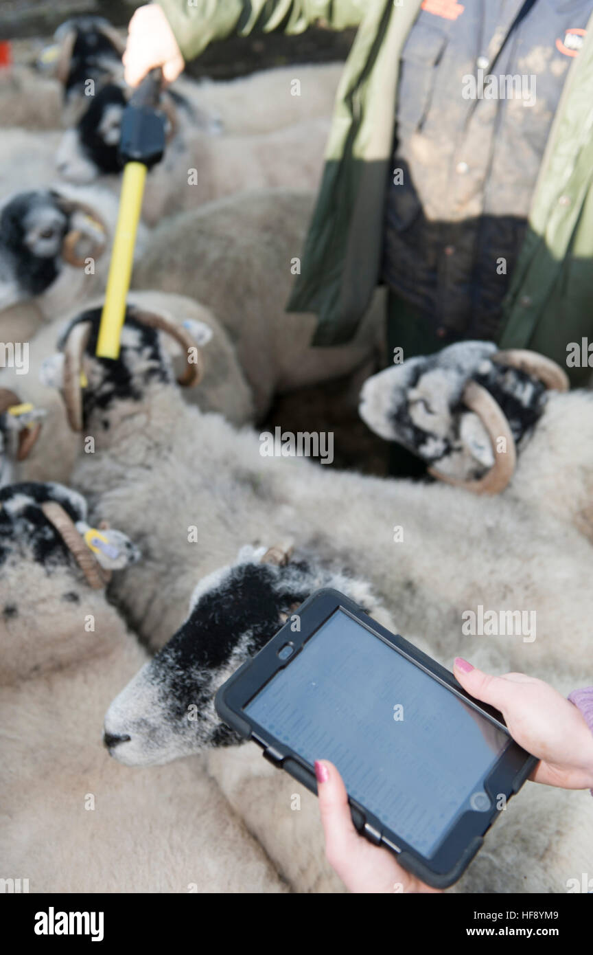 Electronic shepherd hi-res stock photography and images - Alamy