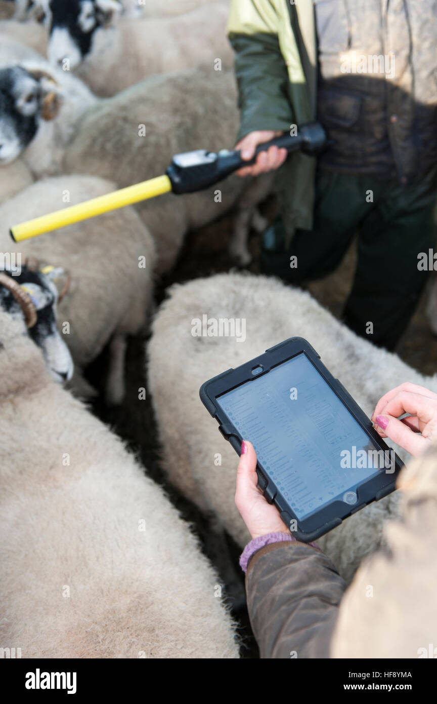 Farmer using technology hi-res stock photography and images - Alamy