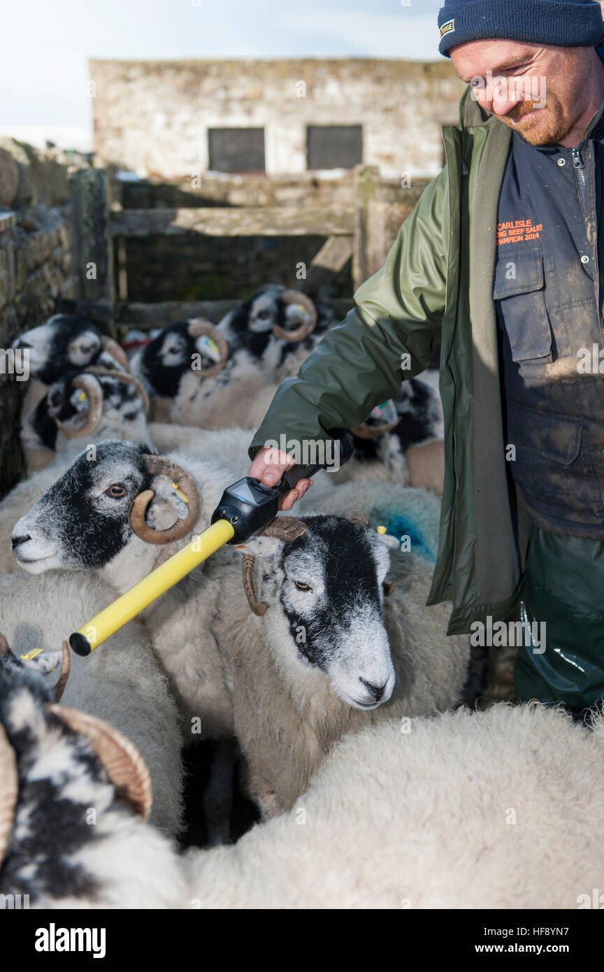 Farmer reading electronic identification tags from a sheep using a ...
