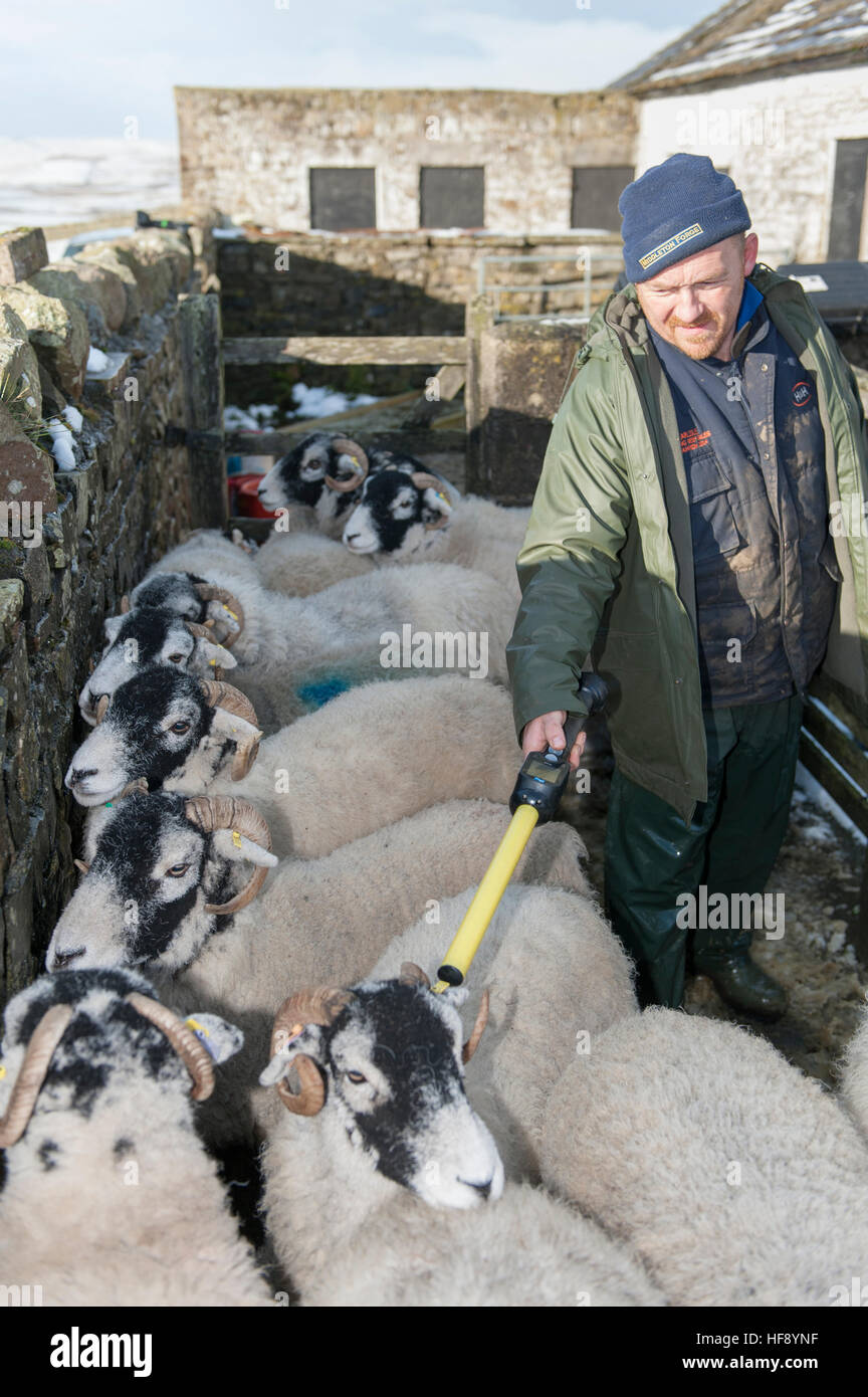 Farmer reading electronic identification tags from a sheep using a ...