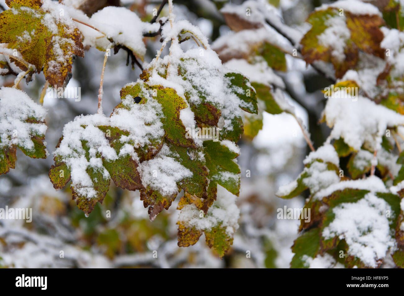 Covered with foilage hi-res stock photography and images - Alamy