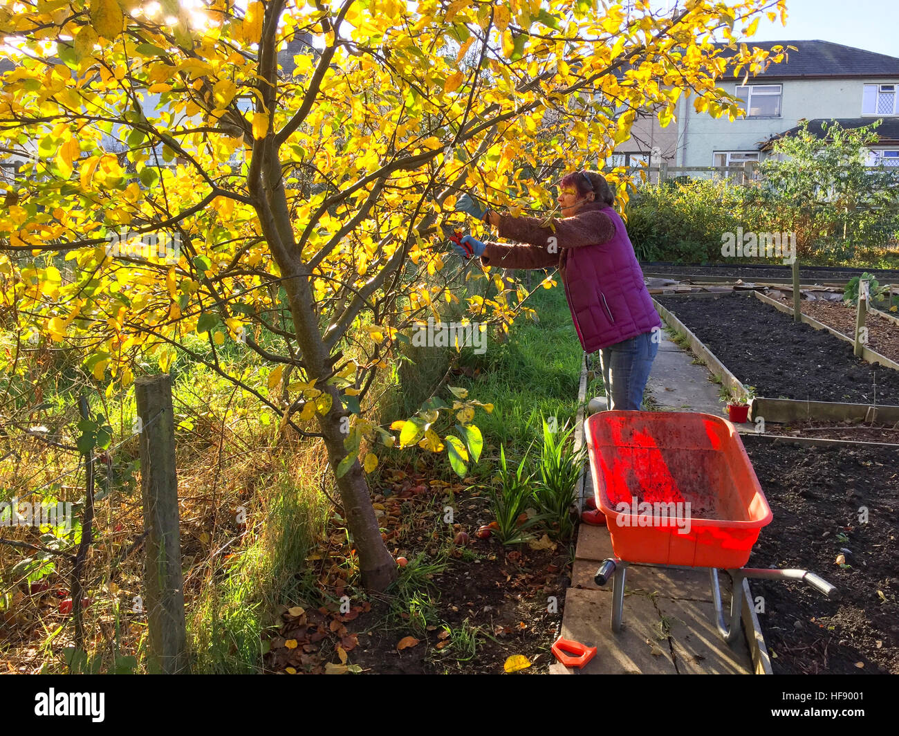 A middle aged woman pruning an apple tree on her allotment garden in ...