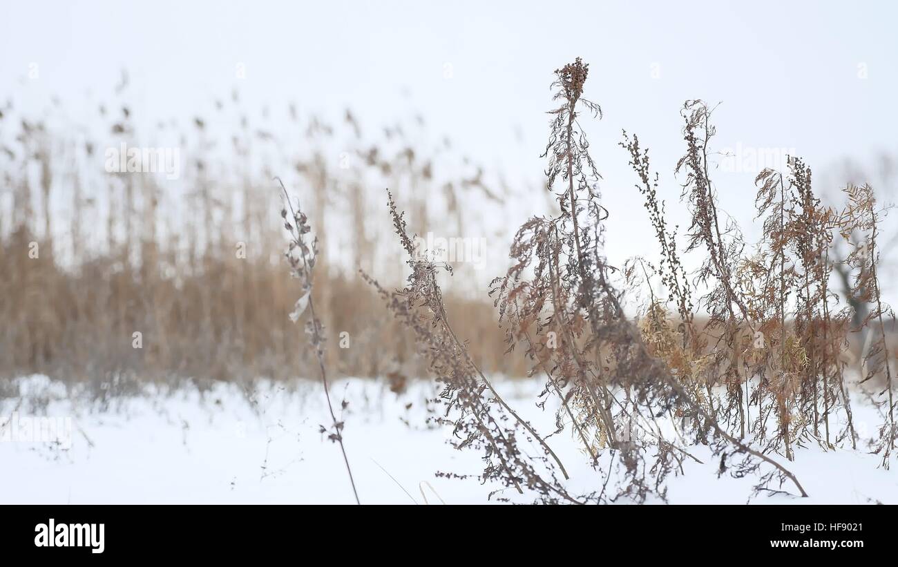 dry winter grass sways in the wind in snow landscape nature Stock Photo ...