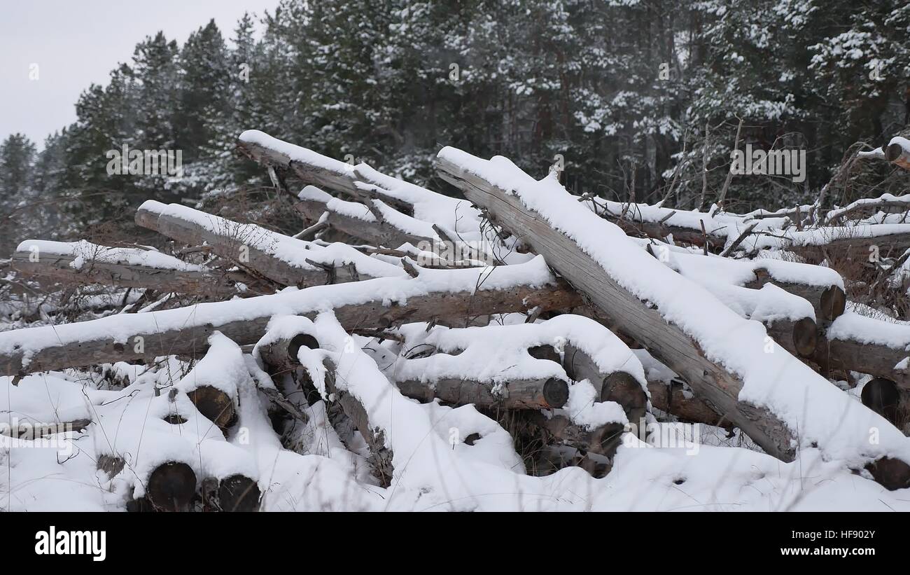 sawmill logs of pine trees in snow winter forest Christmas nature tree ...