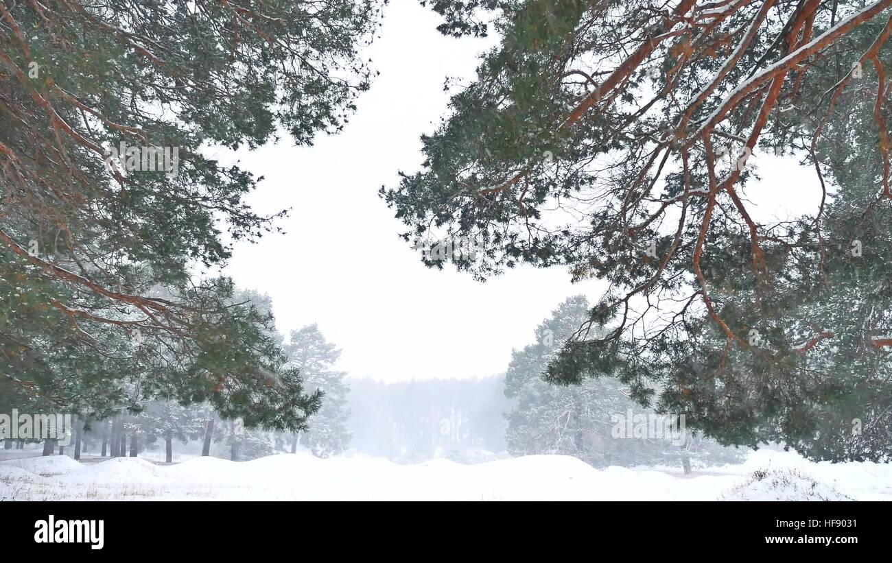 Beautiful blizzard christmas tree in winter landscape nature in late ...