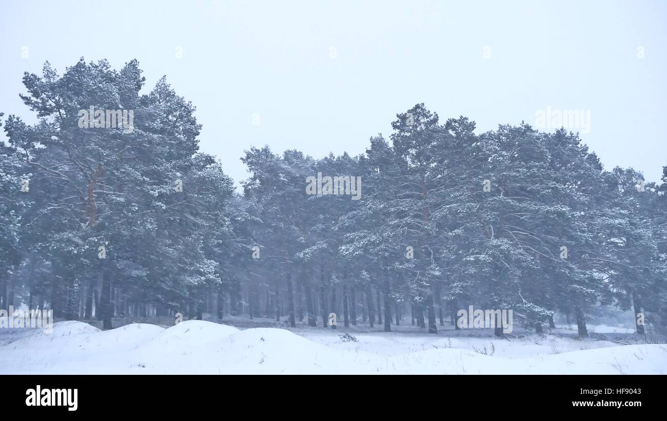 Beautiful christmas blizzard tree in winter landscape in nature late ...