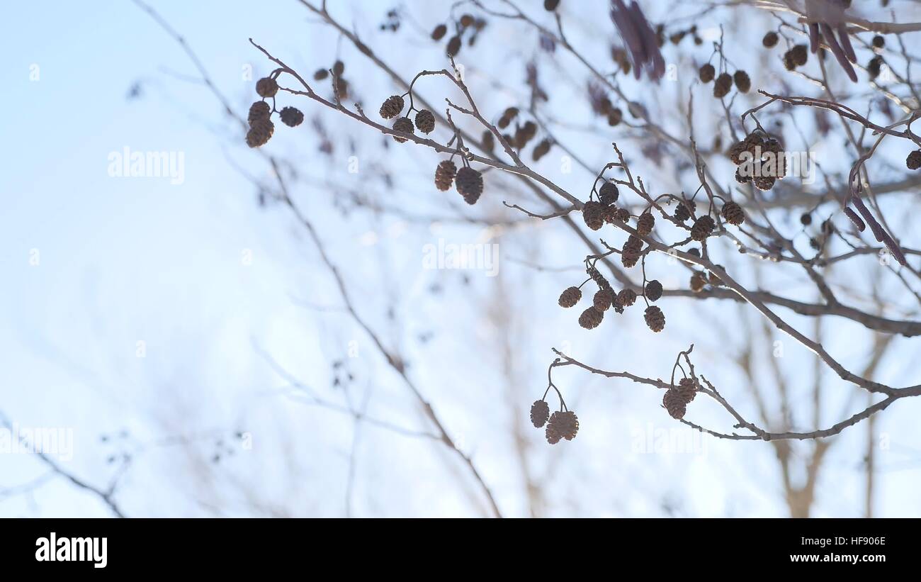 Wind of pollen alder tree hi-res stock photography and images - Alamy