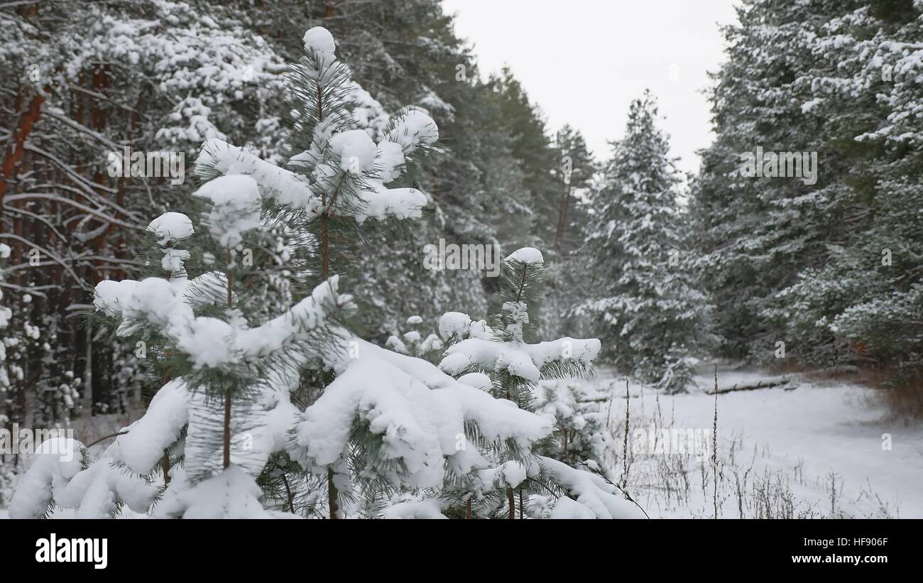 tree branch in the snow in the wind christmas nature swinging winter ...